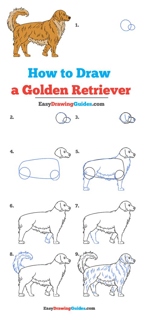 How To Draw A Golden Retriever Really Easy Drawing Tutorial