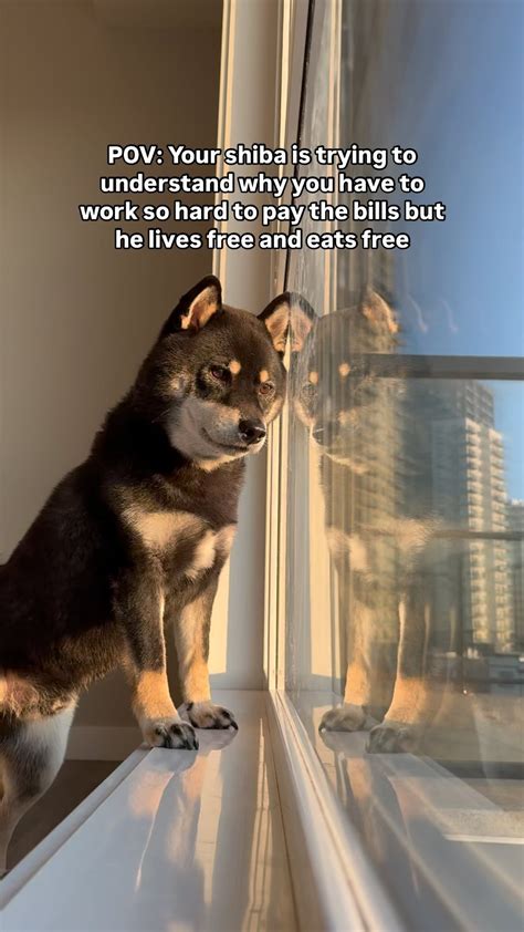 Mika Tai Having A Shibabeing Judged All The Time🥲 Instagram