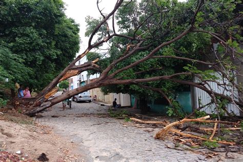 Brumado Árvore cai em cima de casas no bairro Dr Juracy Sertão em Dia