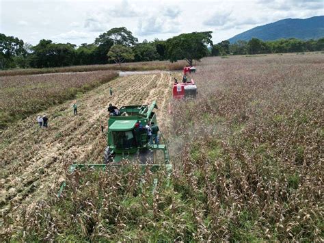 Inició Ciclo De Cosecha De Cereales 2024 Últimas Noticias