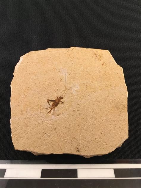 Preserved Fossil