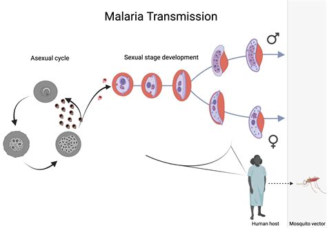 Mapping The Sex Life Of Malaria Parasites At Single Cell Resolution
