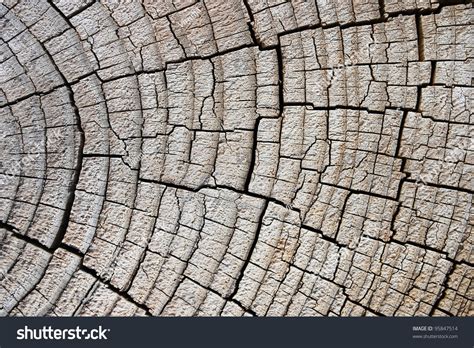 Circle Bark Texture Stock Photo 95847514 Shutterstock
