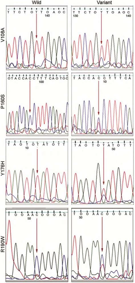 Representative Chromatograms Of V108a P160s Y176h And R190w Variants