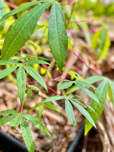 Cassava Yuca Manihot Esculenta Florida Permaculture Plants