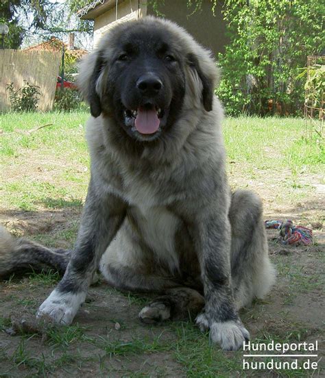 Kaukasischer Schäferhund Kaukasischer Owtscharka Kavkazaskaia