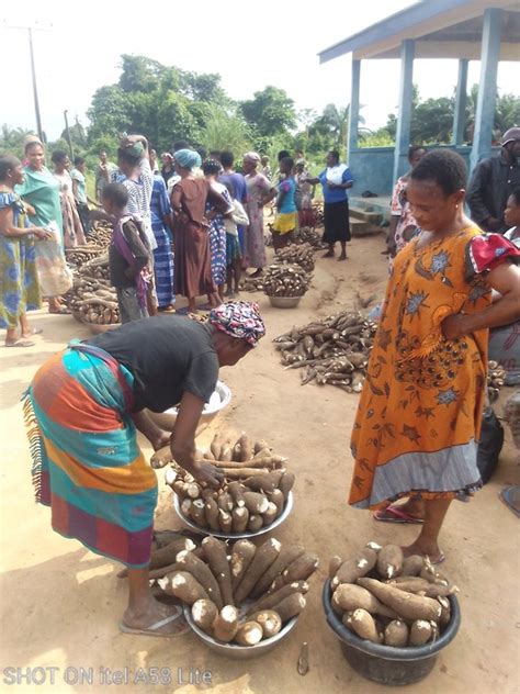 Cooking Gas From Cassava Waste No Matter The Hurdles When Its Time