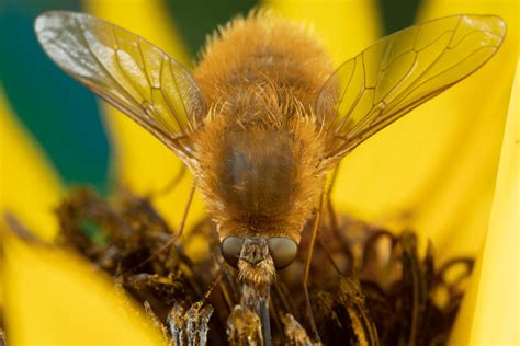 What Is A Bee Fly 10 Facts About This Bee Mimic