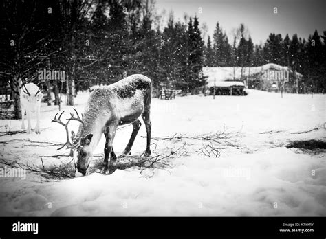 Rentiere In Lappland Stockfotos Und Bilder Kaufen Alamy