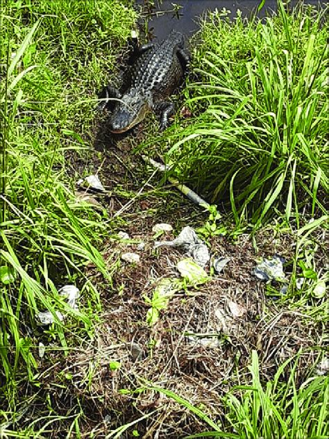 Adult Female Alligator Mississippiensis Defending Nest In Foreground On