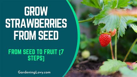 From Seed To Fruit 7 Steps Grow Strawberries From Seed