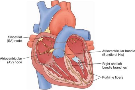 Heart Diagram Labeled Sa Node