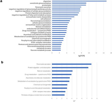 Significantly Enriched Pathway Terms Of DEGs In Pancreatic Carcinoma