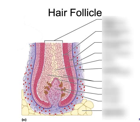 Hair Follicle Diagram Diagram Quizlet