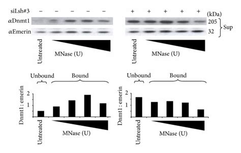 Lsh Is Associated With Chromatin And Is Required For Dnmt1 Chromatin