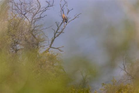 Booted Eagle 이미지 스톡 사진 및 일러스트 Istock