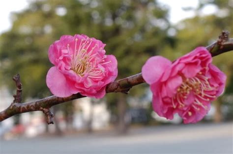 小田原城址公園散策 紅梅 と 白梅 小田原な日々