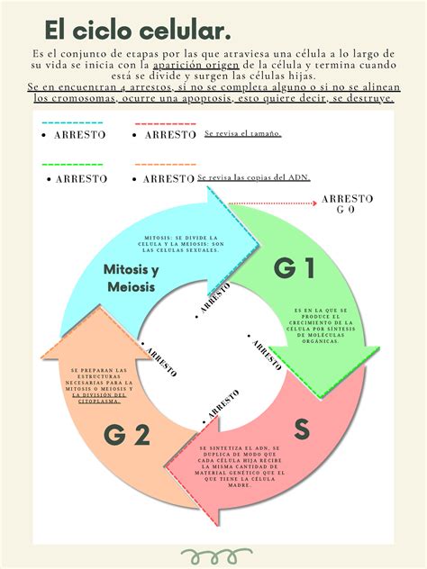 El Ciclo Celular Diagrama Circular El Ciclo Celular E S E N L A Q