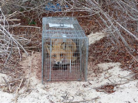 Coordinated Shorebird Predation Management Communication And Outreach Afsi