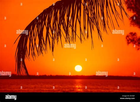 Coconut Palm Cocos Nucifera Palm Leaf At Sunset Sanibel Island