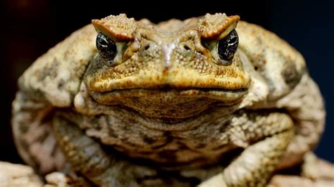 The Poisonous Cane Toads Taking Over A Florida Suburb The Atlantic