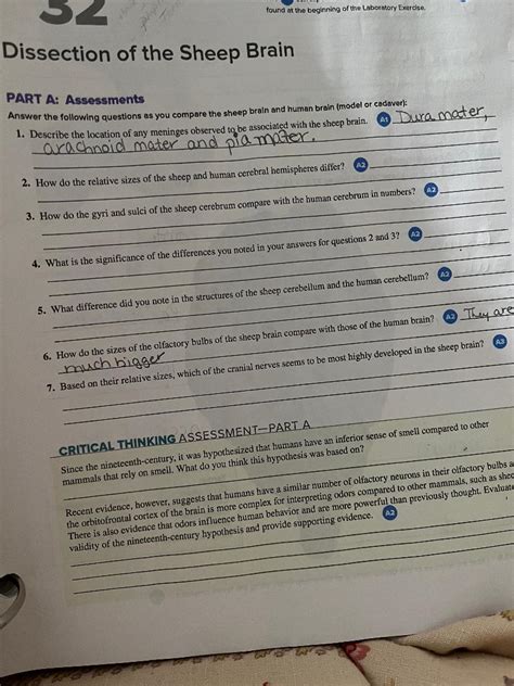 Solved Dissection Of The Sheep Brain Part A Assessments