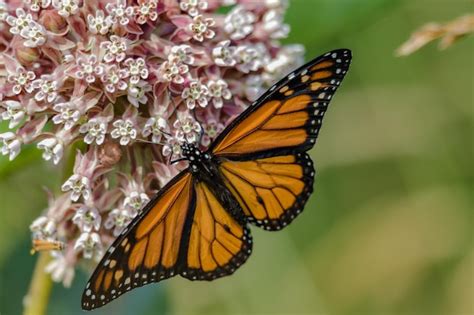 Premium Photo A Monarch Butterfly Is Busy On A Summer Day On A