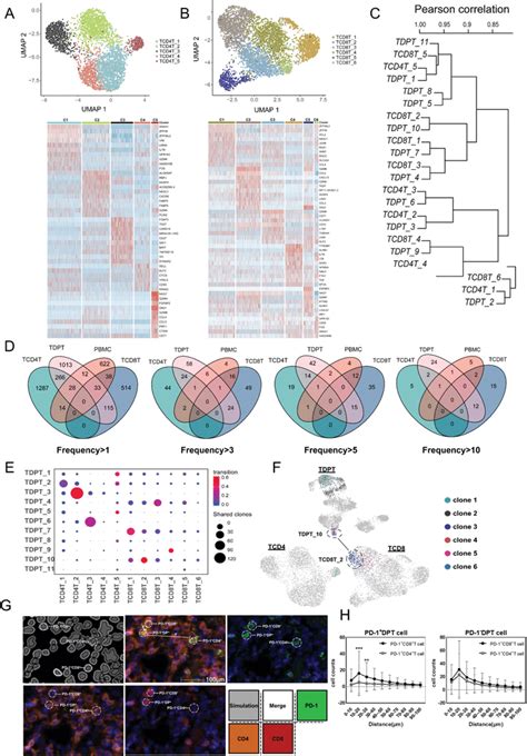 Tumor‐associated Dpt Cells Originated From Infiltrating Spt Cells Ab