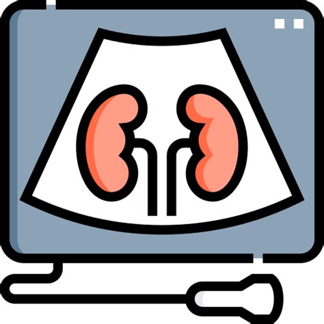 Kidney Detailed Straight Lineal Color Icon