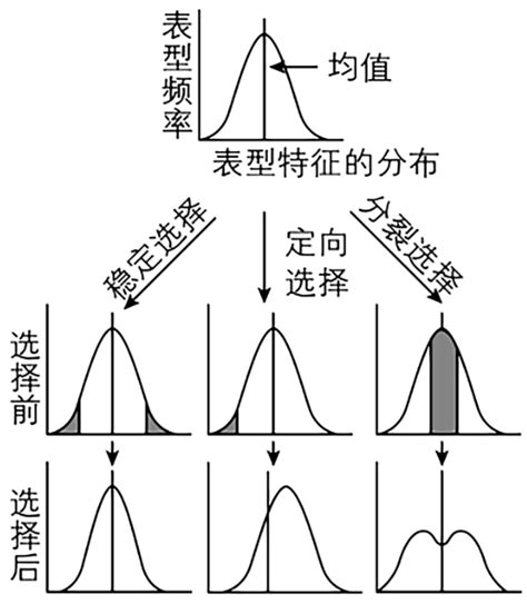 某学者按选择结果将自然选择分为三种类型 即稳定选择、定向选择和分裂选择 如图。横坐标是按一定顺序排布的种群个体表型特征 纵坐标是表型频率 阴影区是环境压力作用的区域。下列 百度教育