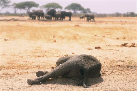 Zimbabwe Says 200 Elephants Have Now Died Amid Drought