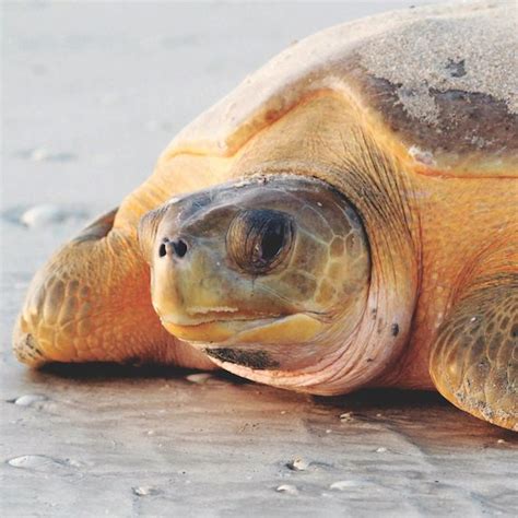 Flatback Sea Turtle Conservancy