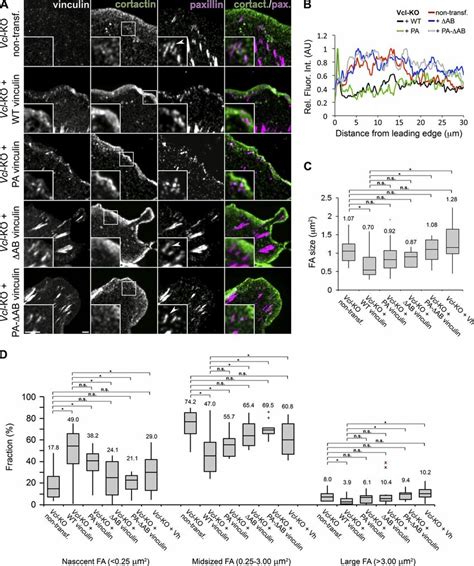 Vinculin Activation And F Actin Binding Are Required For Promoting