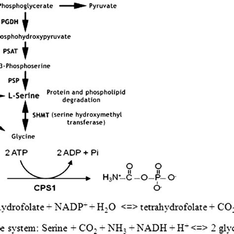 Schematics Of Metabolic Pathways Relevant To Snp Metabolite