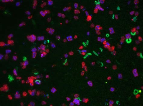 The Secret ‘sex Lives Of Bacteria New Research Challenges Old Ideas