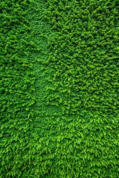 Green Grass Wall Texture For Backdrop Design And Eco Wall And Diecut