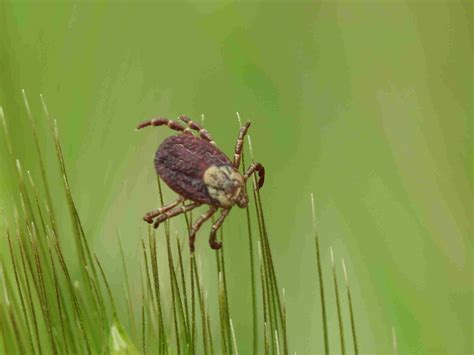 Dermacentor Marginatus Ixodidae Simon Oliver Flickr