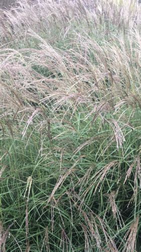 Ornamental Grasses Ident Flashcards Quizlet