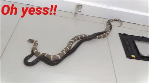 Bercinta Gaya Ular Snake Having Sex Ular Kawin Youtube