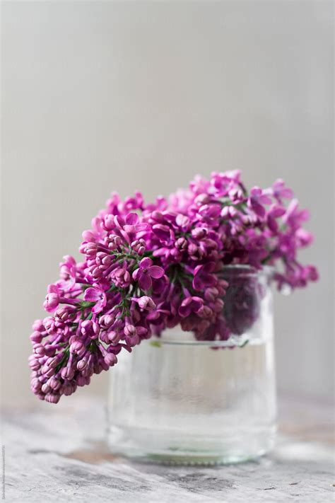 Lilac By Stocksy Contributor Dobránska Renáta Stocksy
