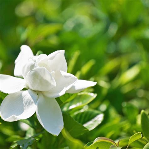 African Gardenia Plant A Comprehensive Guide To Growing And Caring For
