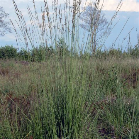 Purple Moor Grass Molinia Caerulea Plant Care And How To Grow Water