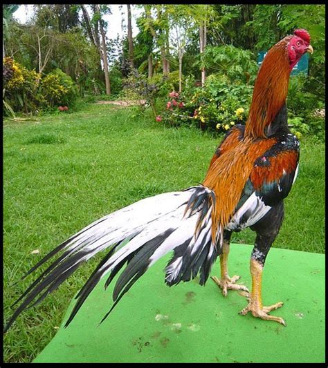 Gambar Ayam Bangkok Bagus Dan Istimewa Ayam Juara