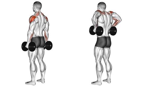 Dumbbell Rear Delt Pull In 2024 Rear Delt Exercises Rear Delt