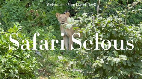 Safari à La Reserve De Selous Youtube