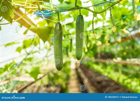 Green Cucumbers Growing In A Greenhouse On The Farm Healthy Vegetables