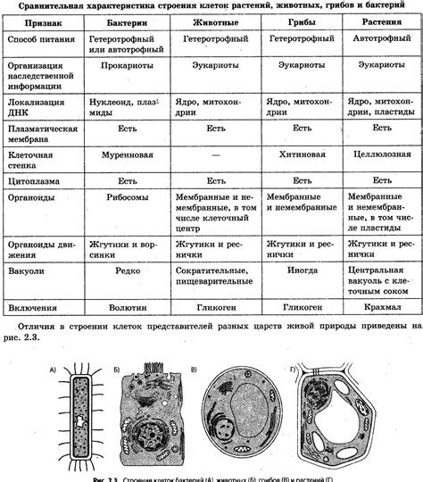 Строение клетки таблица отличие клеток