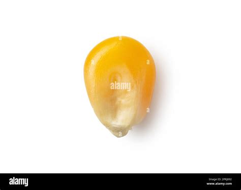 How To Use Dried Corn Kernels At Kristina Hertz Blog