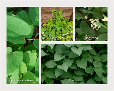 Blank 4 Panel Grid Comic Strip 1 Inside Conveyancing