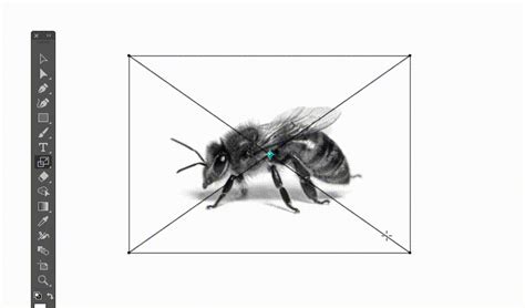 How To Resize An Image In Illustrator Envato Tuts
